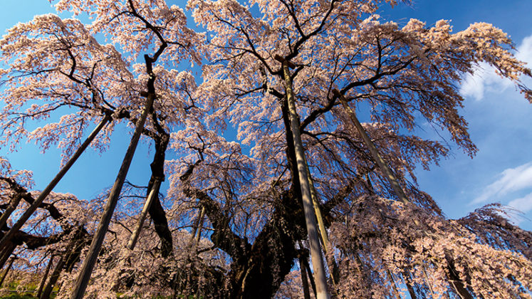 All about the weather and spring temperature in Japan! - WAttention.com