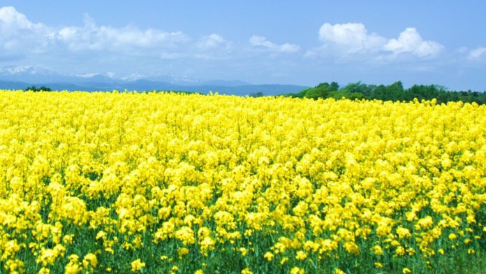 All about the weather and spring temperature in Japan! - WAttention.com
