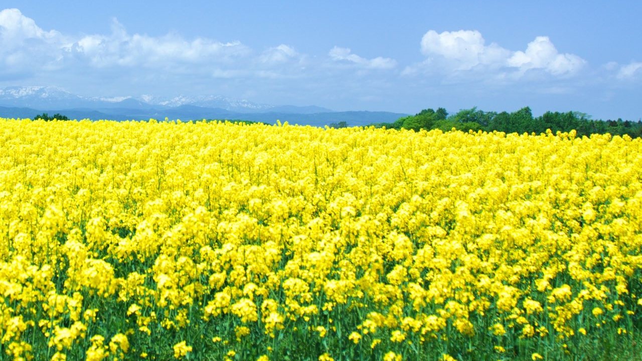 All about the weather and spring temperature in Japan! - WAttention.com