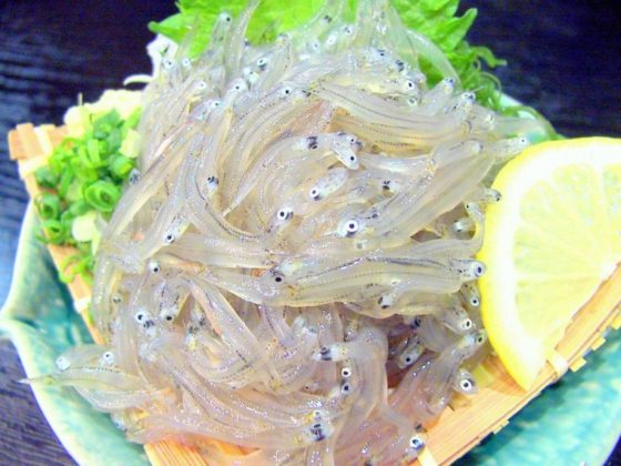 A Taste of Shun (旬): Serious about shirasu - WAttention.com