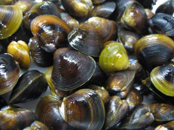 A Taste of Sh旬n: Power of Shijimi - WAttention.com