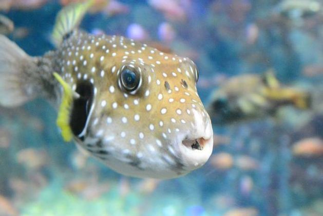 Three Ways To Eat Fugu - WAttention.com