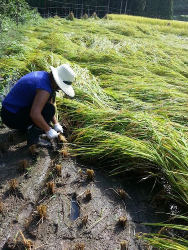 Traditional Rice Harvesting in Japan - WAttention.com