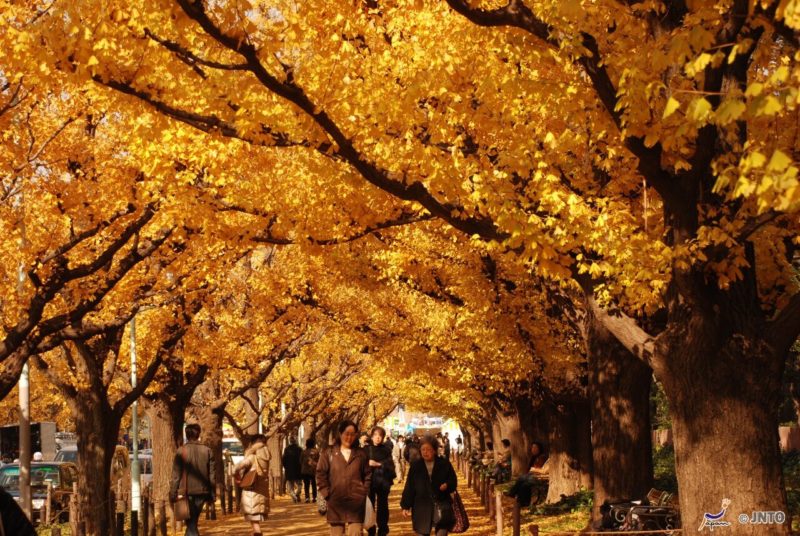Ultimate Map of Fall Foliage Destinations in Japan Tokyo (4 ...