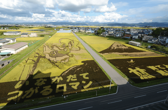 What Makes Niigata Rice So Delicious? - WAttention.com - Food & Drink