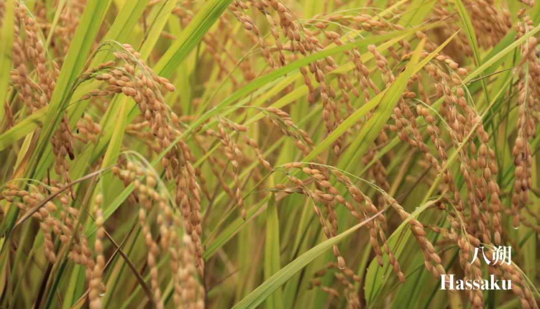 IN HARMONY WITH THE SEASONS: Hassaku - WAttention.com