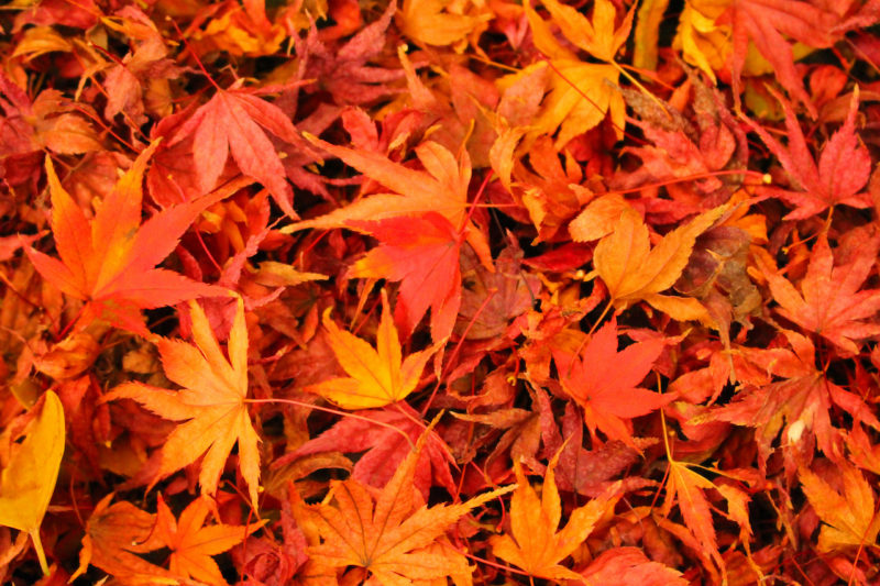 IN HARMONY WITH THE SEASONS: Momiji-gari - WAttention.com